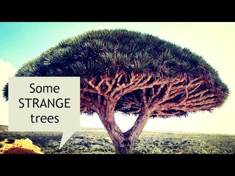 World's Rarest Trees: 5 Strange Trees - YouTube