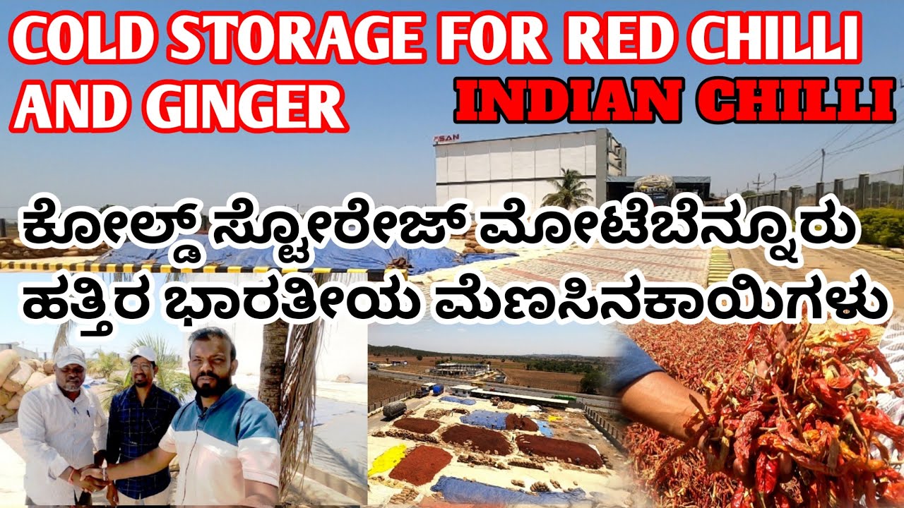 Byadgi red chilli Cold storage | Indian chilli | ಬ್ಯಾಡಗಿ ಮೆಣಸಿನಕಾಯಿ ...