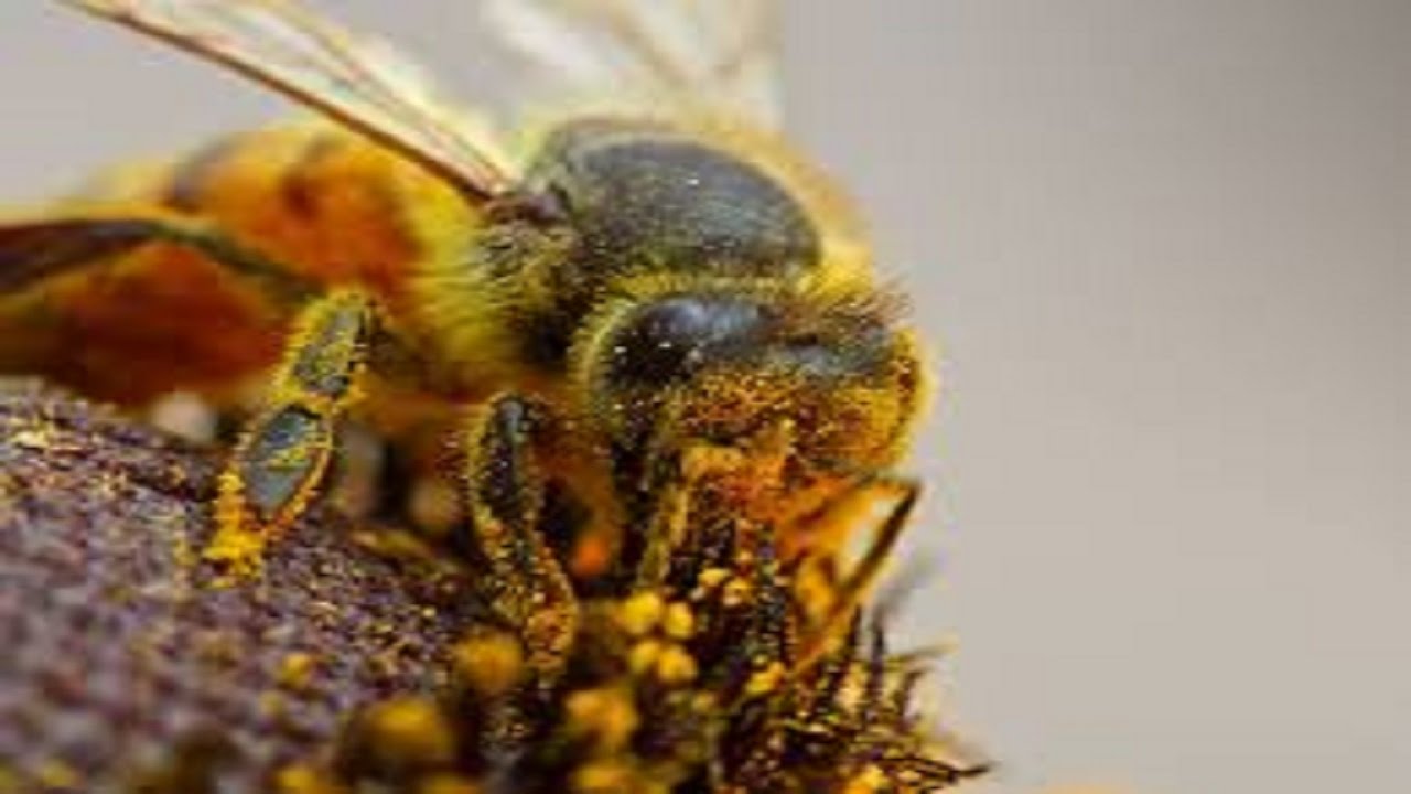 Bees and Social Insects: Highly Complex Chemical Communications - YouTube