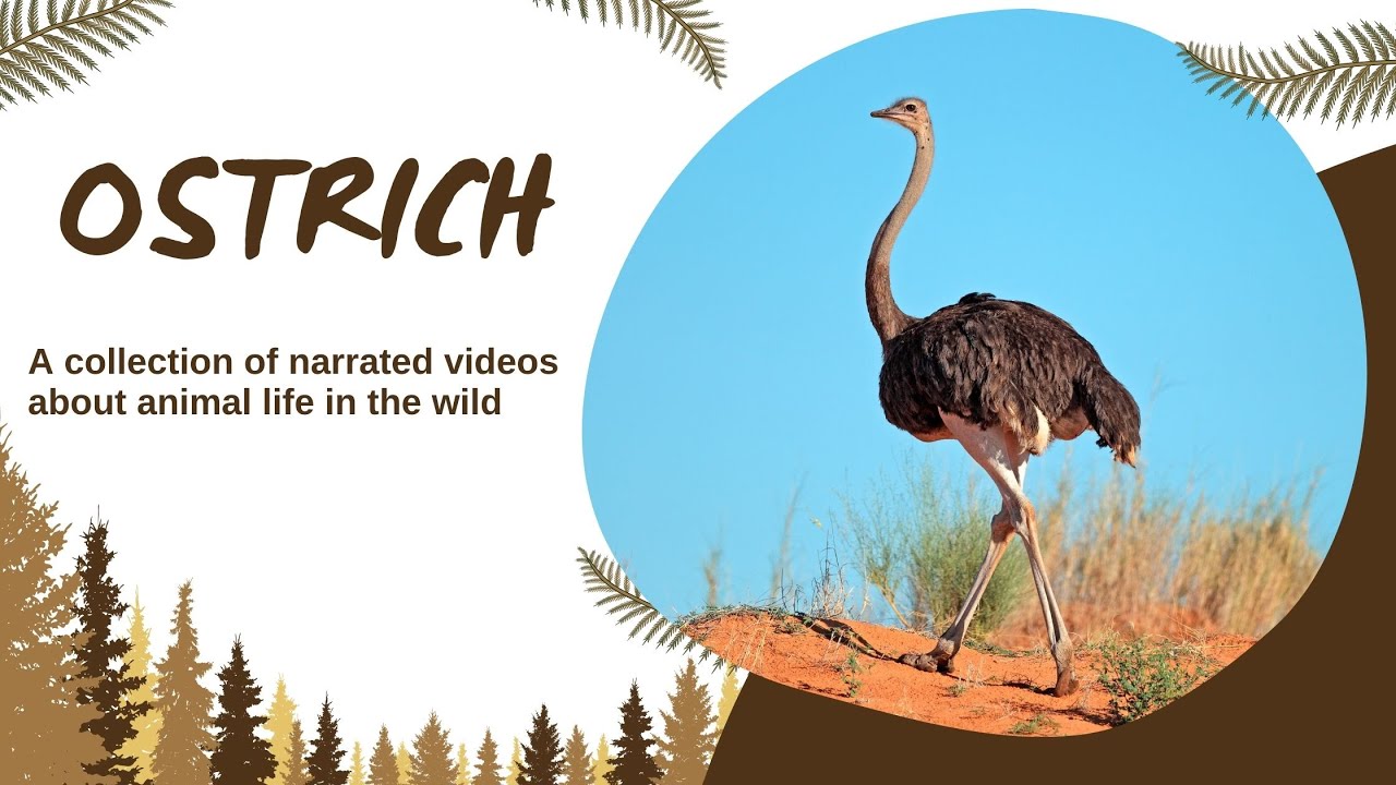 Ostrich Cartoon | Birds Educational Video | Ostrich - YouTube