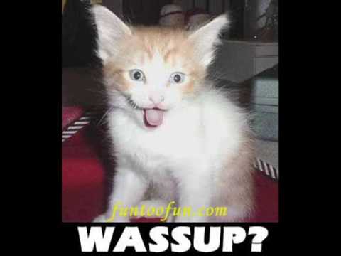 stoopid cats - YouTube