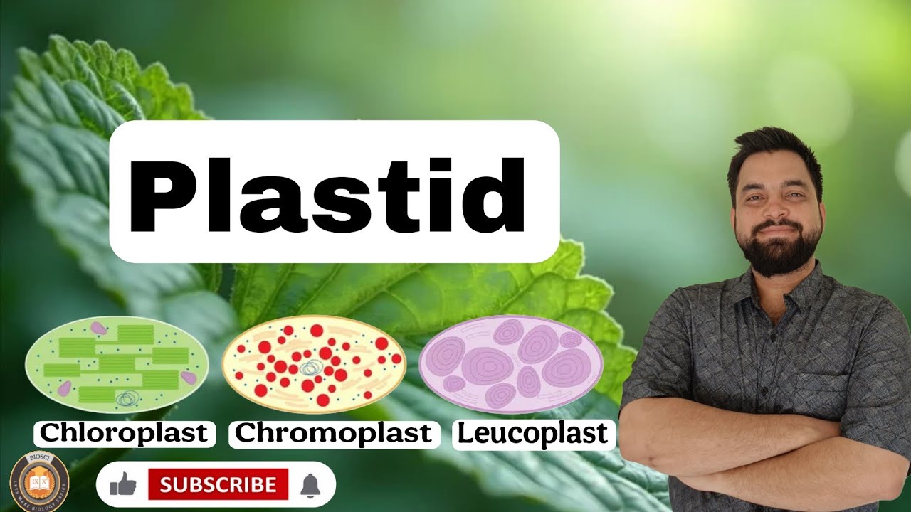 Plastids | Plastids structure and function | Plastid diagram | - YouTube