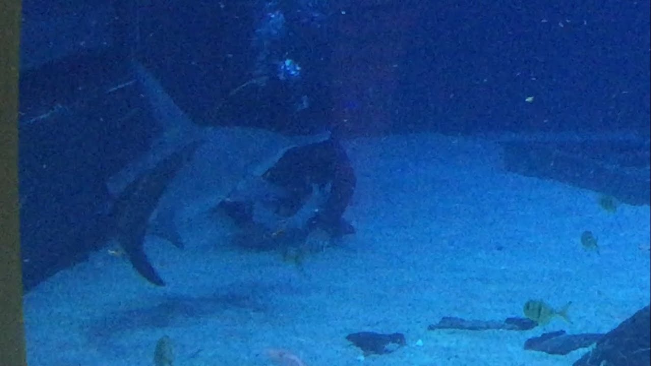 SHARK ATTACKS SCUBA DIVER - YouTube