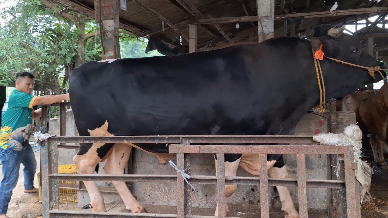 SAPI FH RAKSASA LANGKA MASIH REDY UNTUK QURBAN ‼️ - YouTube