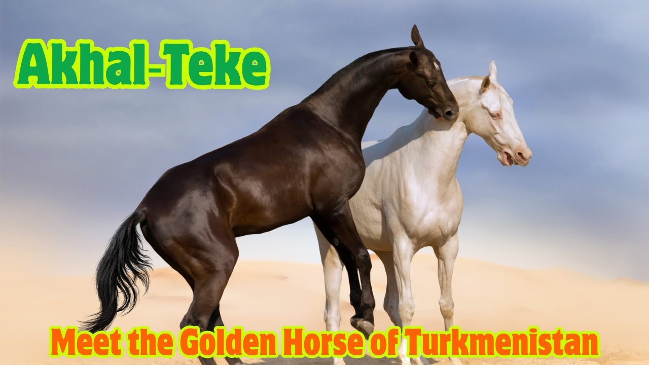 Meet the Golden Horse of Turkmenistan: Incredible Akhal‑Teke Facts ...