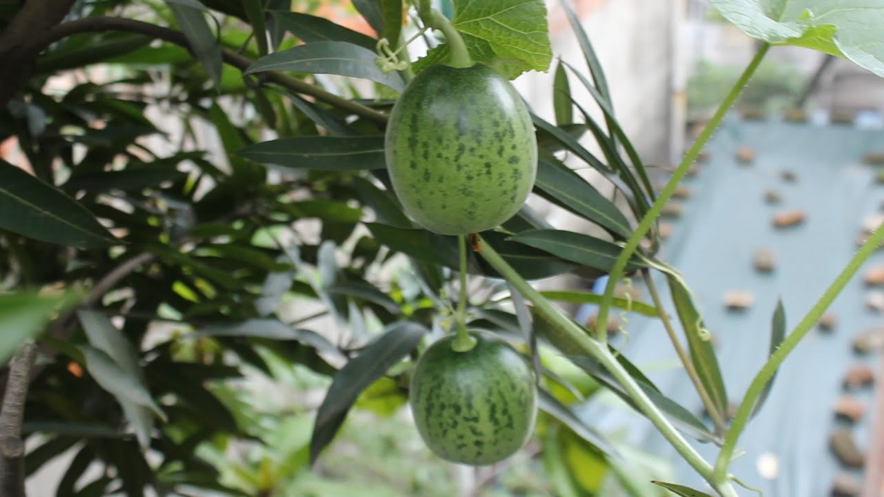Bangi Fruit Plant On Roof Top I ছাদের উপর বাংঙ্গী গাছের ফল - YouTube