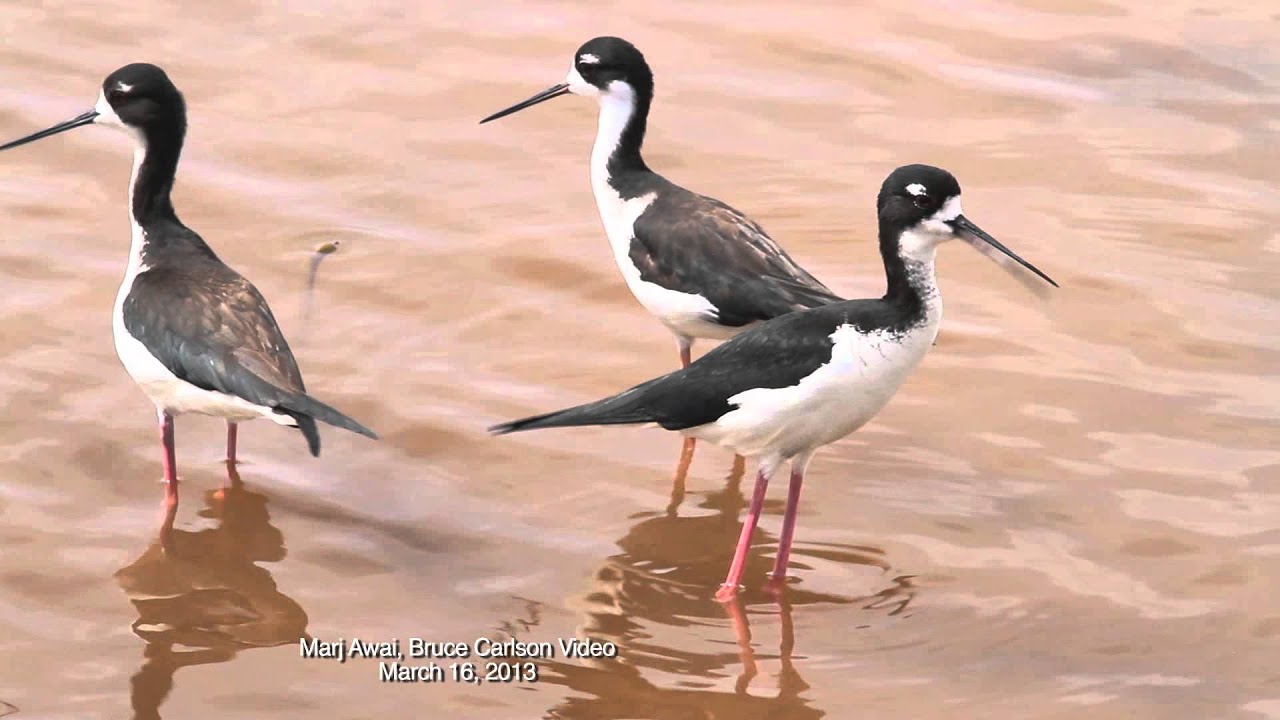 Hawaiian Stilt, ae'o, Himantopus mexicanus knudseni - YouTube