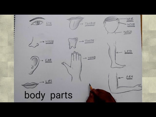Top 101+ body parts drawing easy best - nanoginkgobiloba.vn Top 101+ body parts drawing easy best - nanoginkgobiloba.vn
