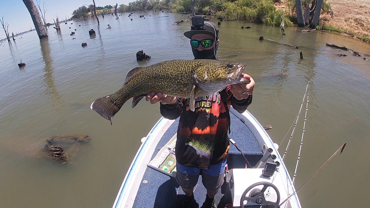 Murray Cod on Surface Lures! Lake Mulwala 2020 - YouTube