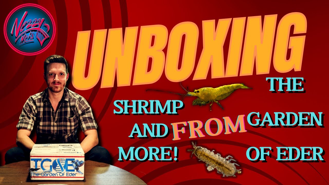 TGOE SHRIMP UNBOXING WITH BANANA LEAVES AS PACKAGING!! - YouTube