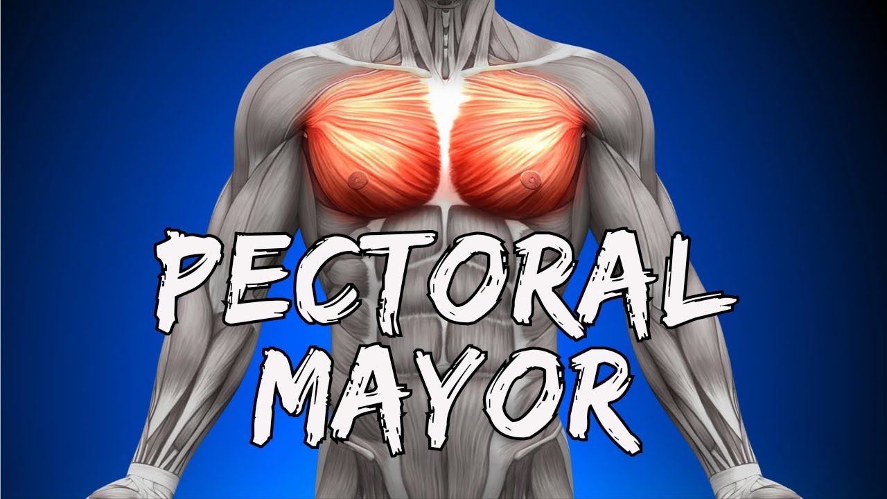 2# Pectoral Mayor - Anatomía Funcional para el GYM en 5 minutos. (origen, inserción y función ...