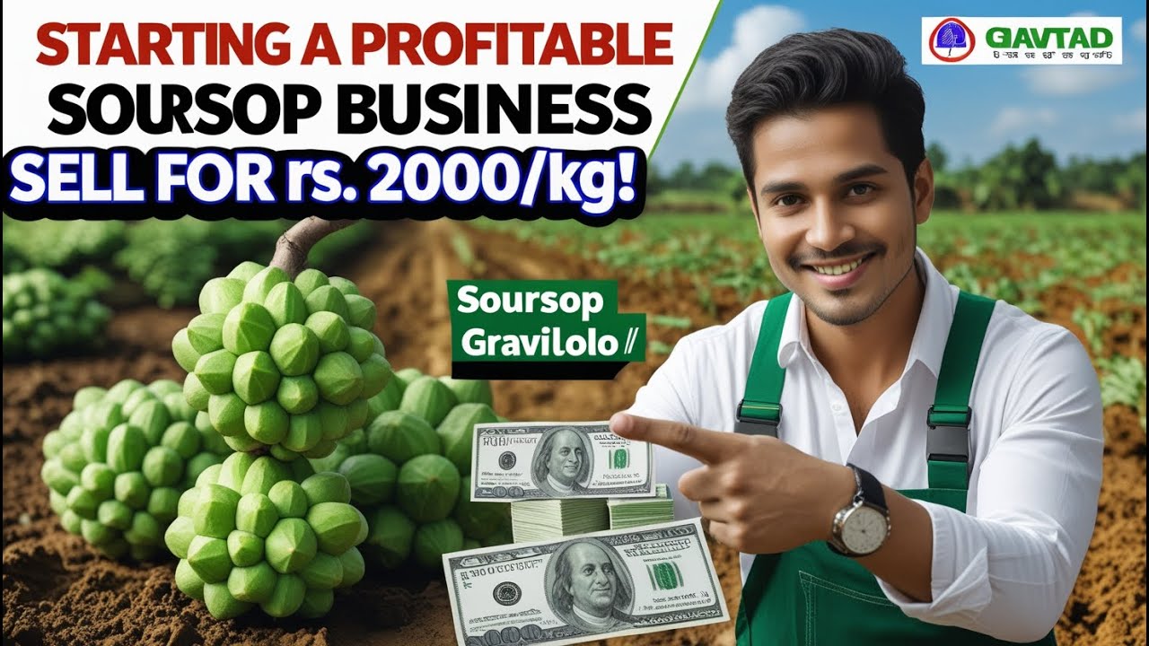 Earn lakhs by farming of Soursop | Step by step guide. - YouTube