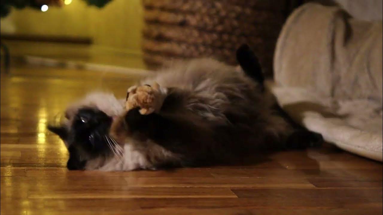 my cat loves his squirrel toy | my cat doing things - YouTube