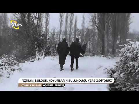 ÇOBANLA BAŞ BAŞA/KOYUN ÇOBANI-AKÇAPINAR/BALIKESİR