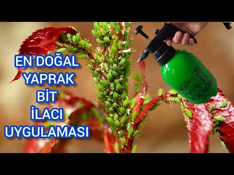 En Etkili Doğal Böcek İlacı🐞Gül Yaprak Biti, Patates Yaprak Böceği Ve Tüm Bitler Anında Yok Olacak💯