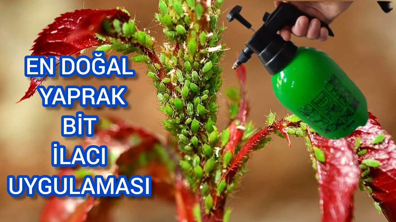 En Etkili Doğal Böcek İlacı🐞Gül Yaprak Biti, Patates Yaprak Böceği Ve ...