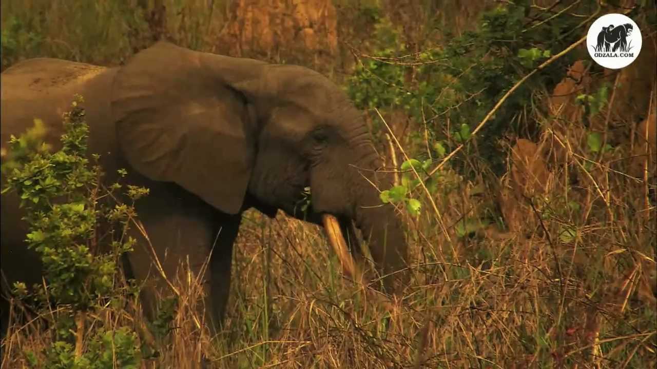 Forest elephants in the african rainforest - YouTube