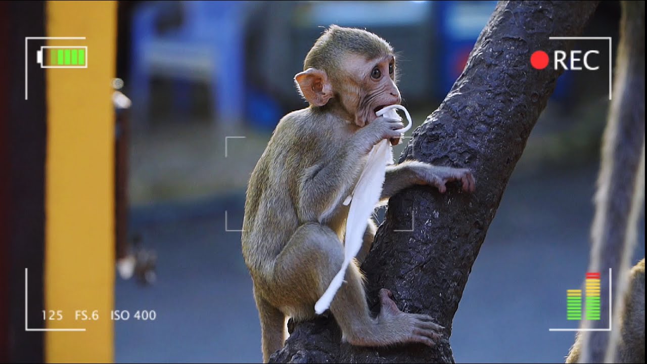 Life of Monkeys Playful Moments and Daily Fun | Viral Monkey - YouTube
