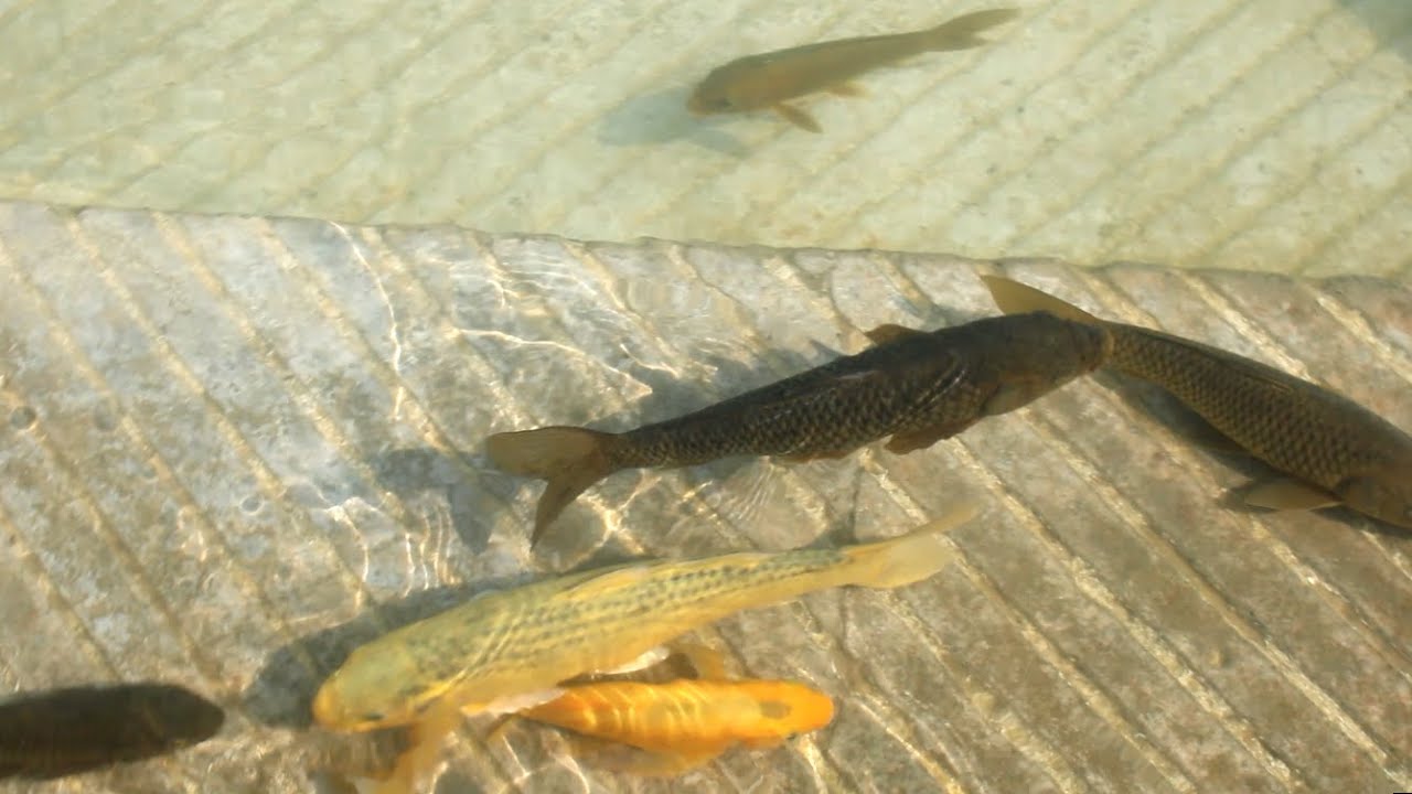 |Nanakmatta fishes view| नानकमत्ता मछलियों का दृश्य|♡♡♡♡ - YouTube