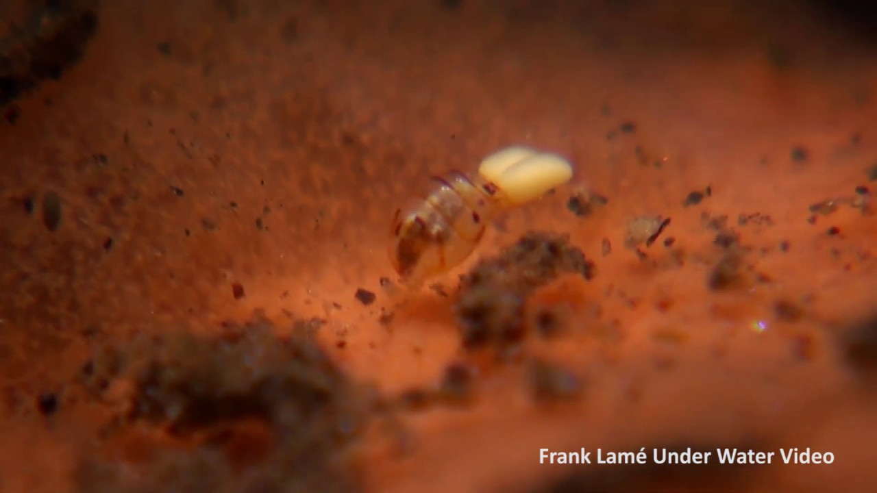 Amphipods, copepods and isopods - YouTube