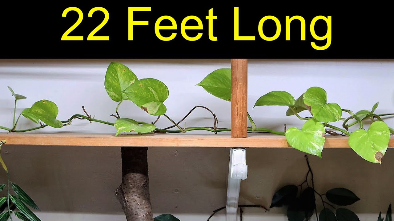 Huge Pothos plant 22 feet long - YouTube