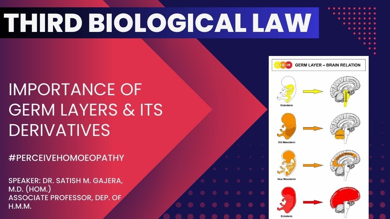 THIRD BIOLOGICAL LAW - IMPORTANCE OF GERM LAYERS AND ITS DERIVATIVES ...