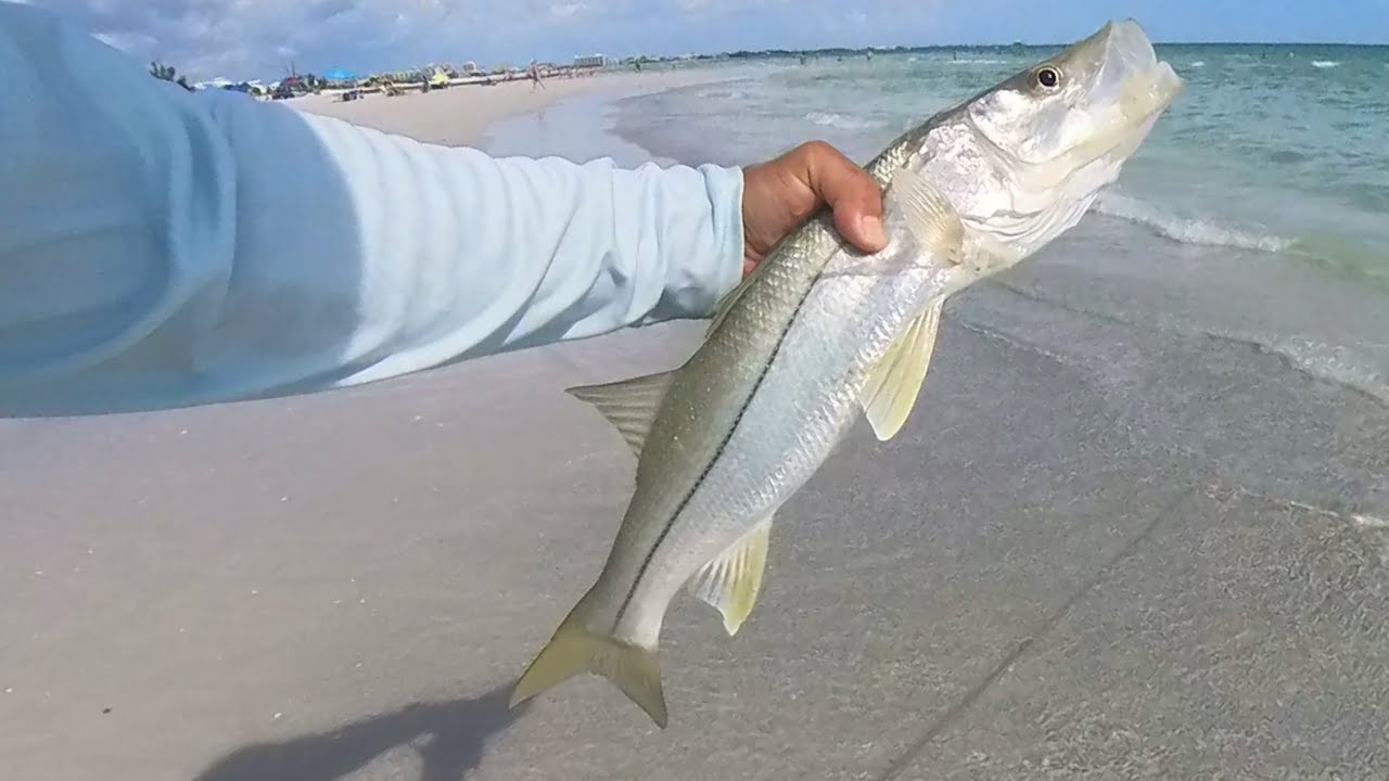 More flyfishing for snook off the beach on Siesta Key! - YouTube