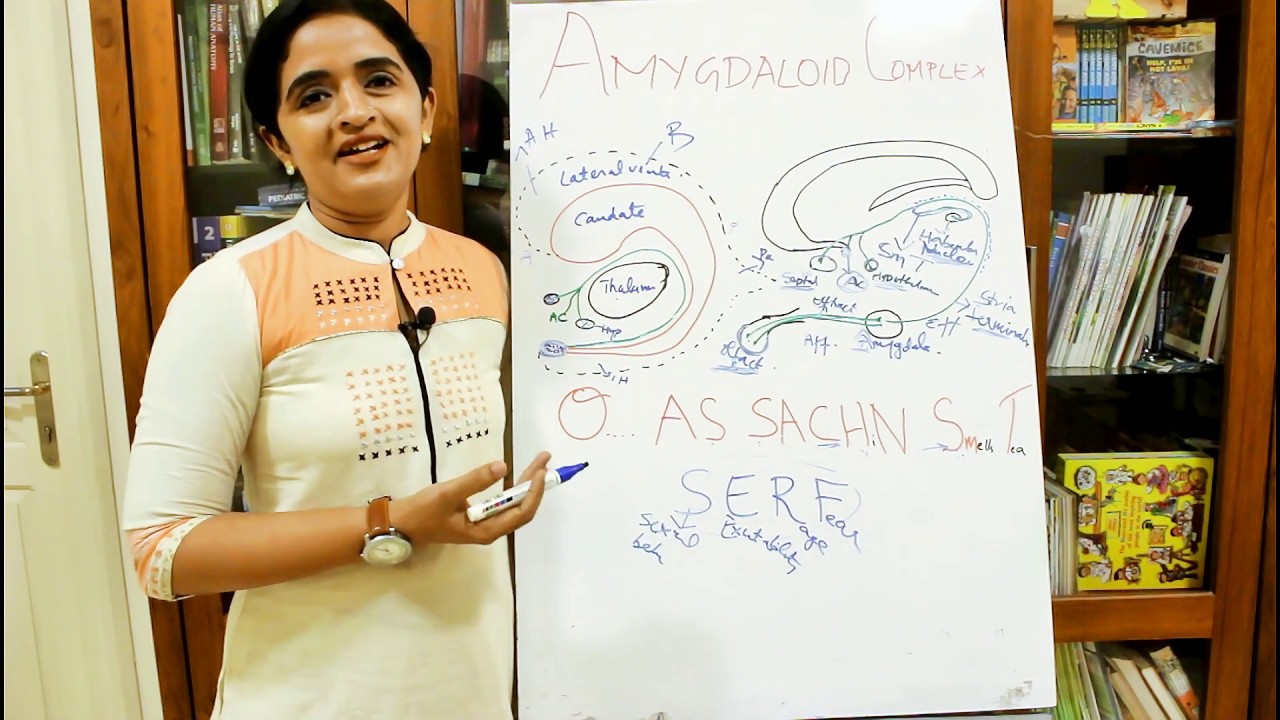 NEUROANATOMY-THE LIMBIC SYSTEM-PART-2-AMYGDALA-DR ROSE JOSE MD - YouTube