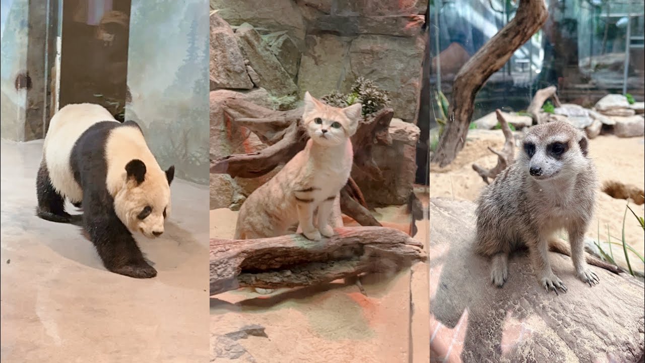 Compilation of animals at the Smithsonian zoo.(스미소니언 동물원 동물 모음집) - YouTube