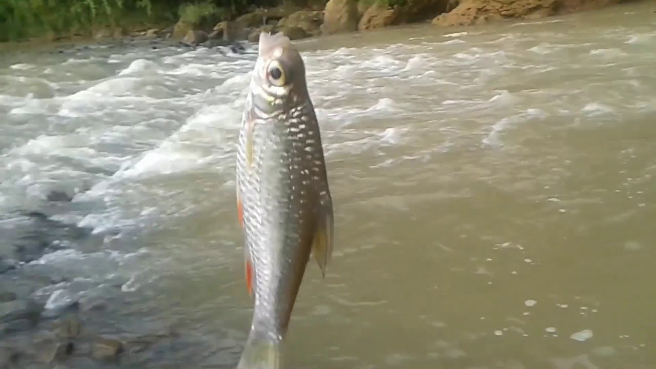 MANCING IKAN BREK DAN NILEM - YouTube