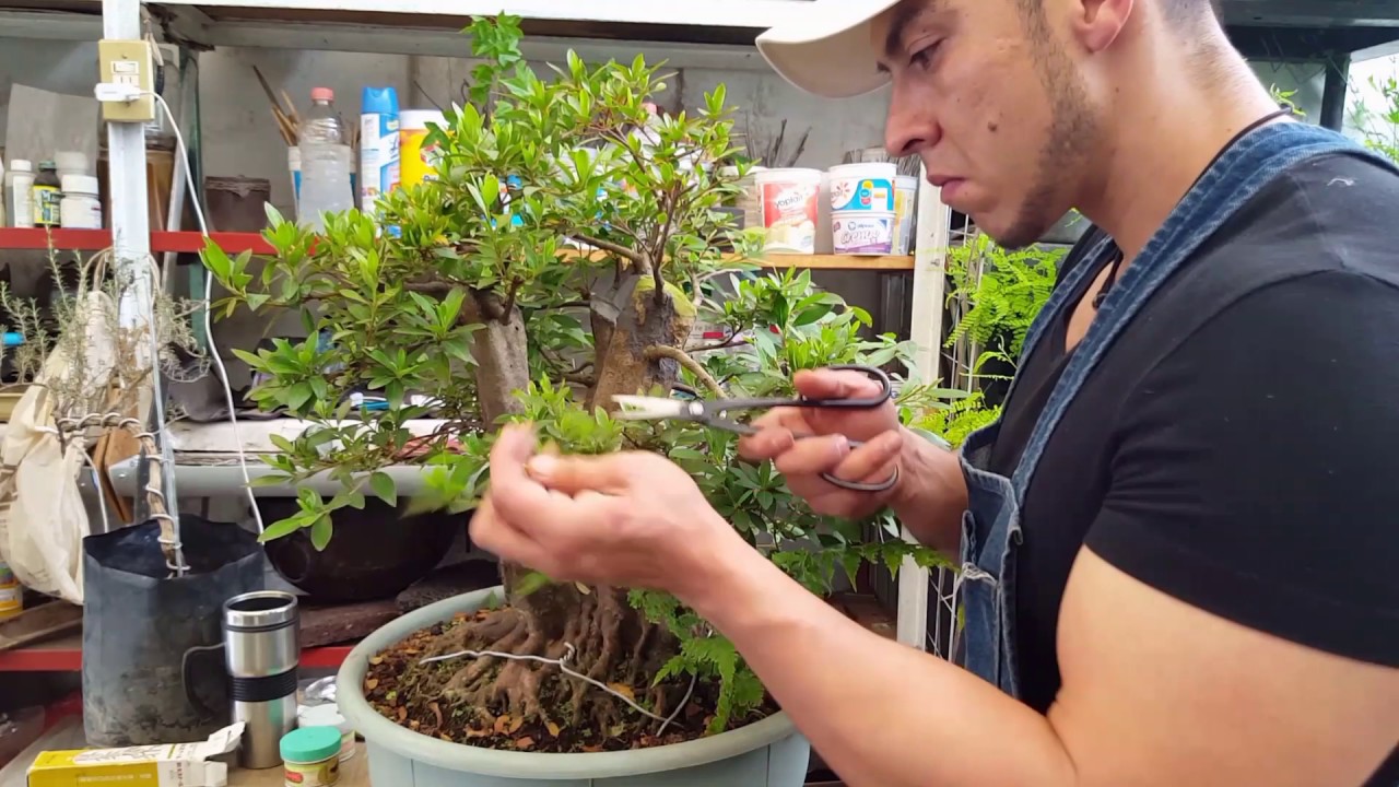 Defoliacion en Azalea bonsái - YouTube