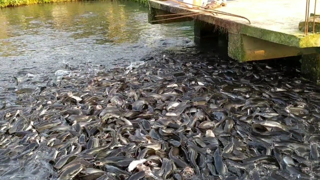 Hybrid Magur Fish Farming business in India || Milion Cat Fish Eating ...