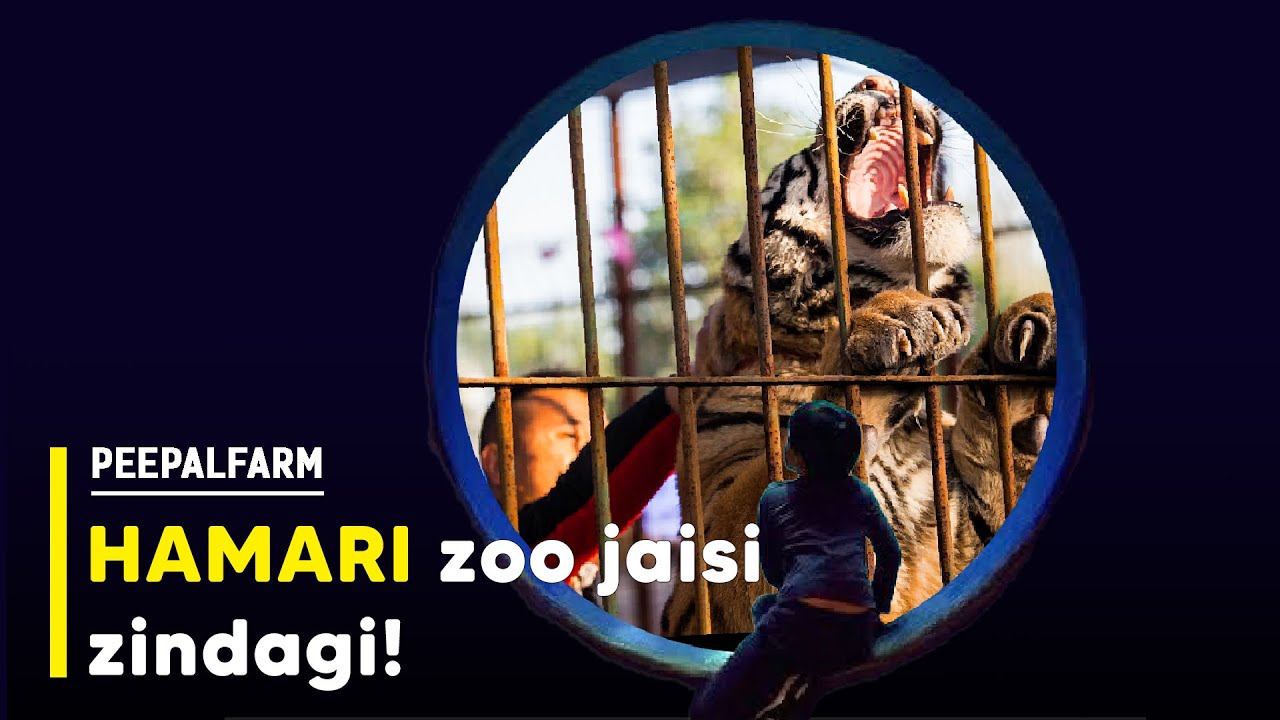 Watch out for this in zoos! | Stop animal cruelty | Robin Singh - YouTube