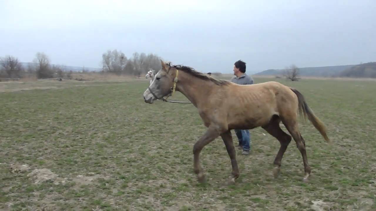 cal arab 1 - YouTube