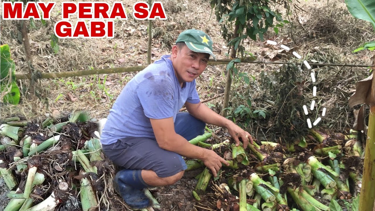 MAY PERA SA TARO ROOT CROPS: MALAKING TULONG | Biyaherong Batangueno ...