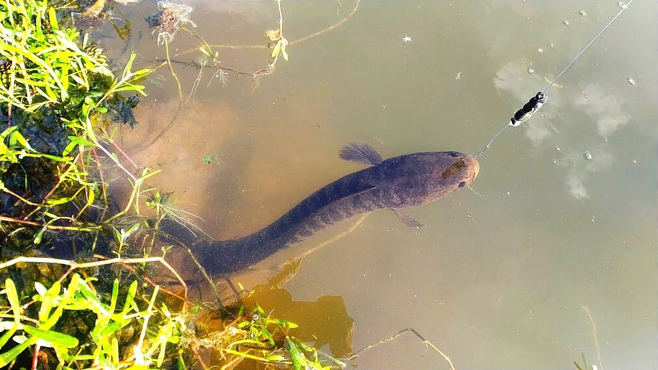 Big WHITE Murrel Fishing with GORA Fishes | Best Hook Fishing in ...