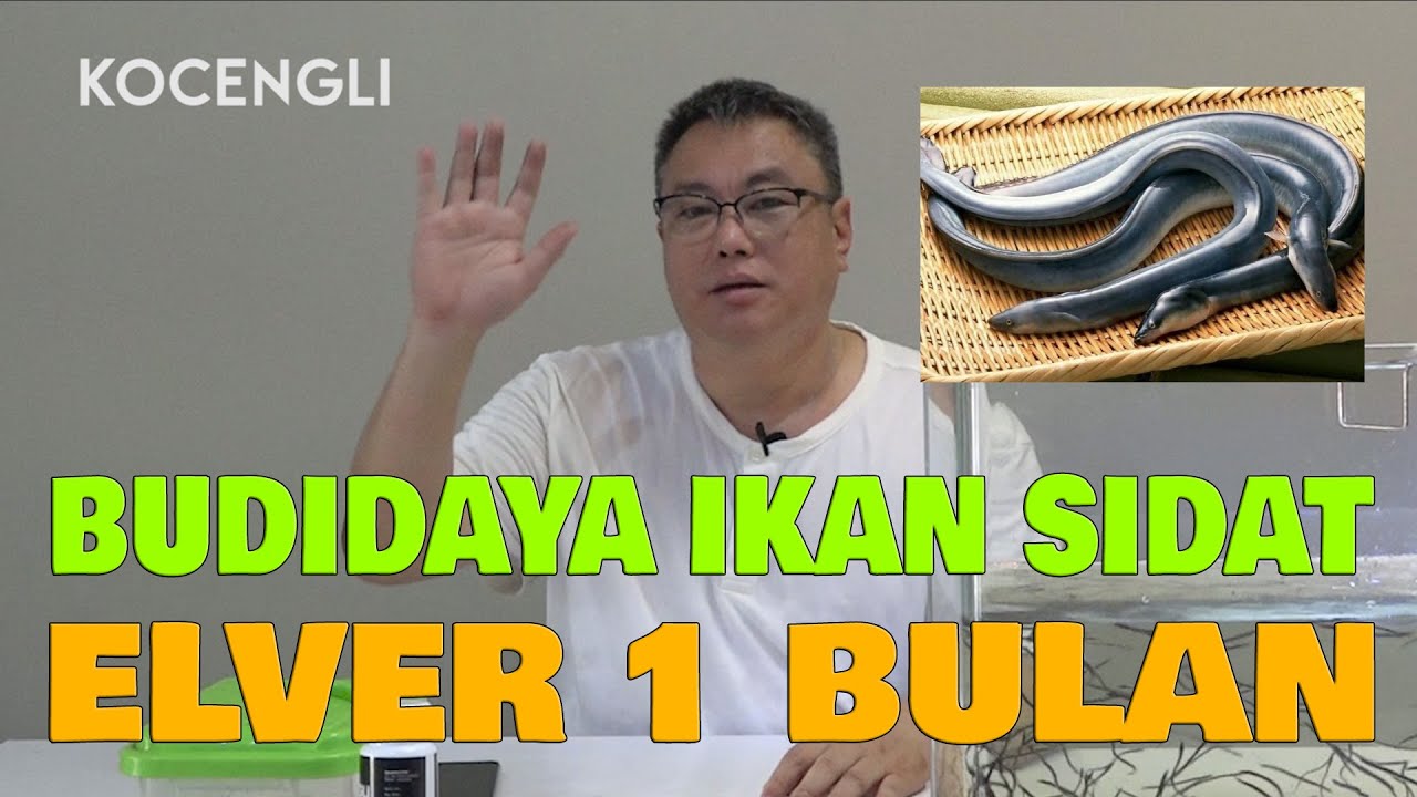 BUDIDAYA IKAN SIDAT ELVER 1 BULAN - YouTube