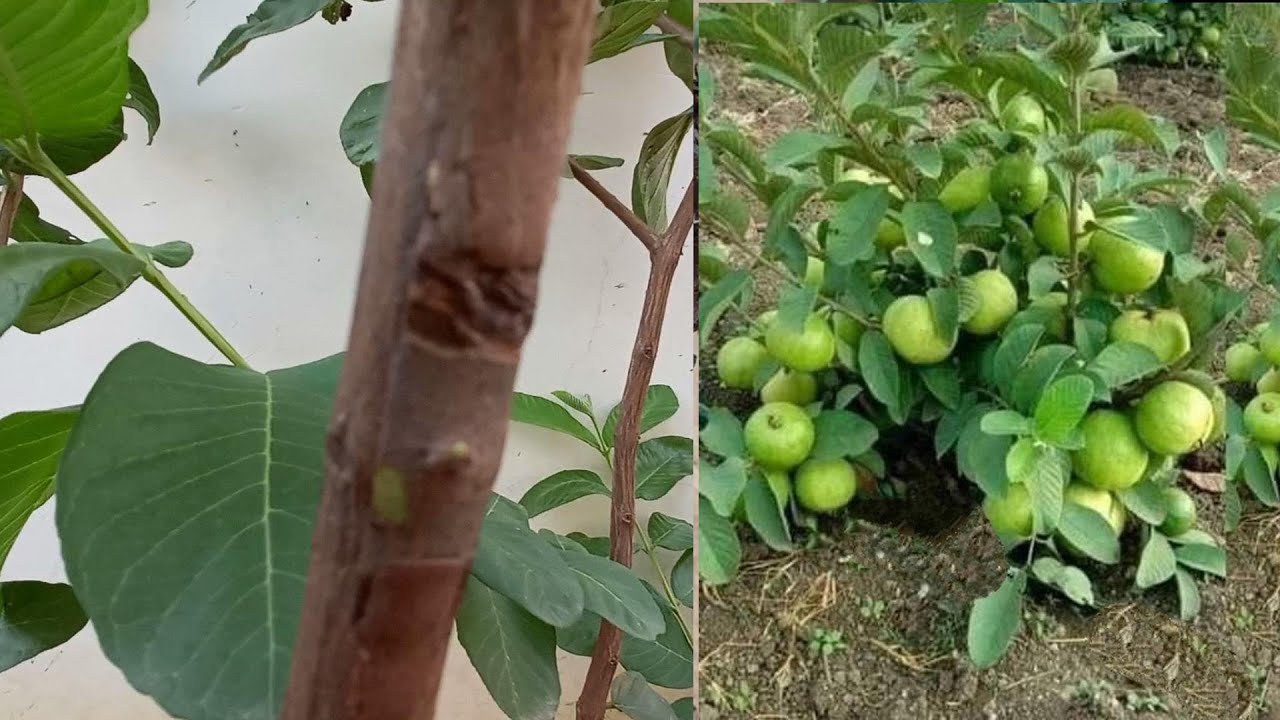 Grafting Guava Tree - How to grafting in Guava tree by gusset or T-yolk ...