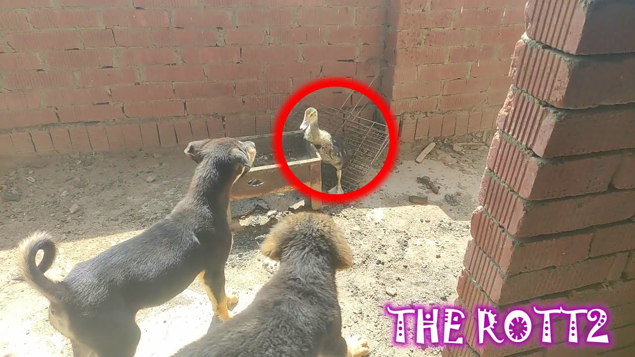 Fighting PuppiesThe ferocious puppies won the victory #dogs #puppy # ...