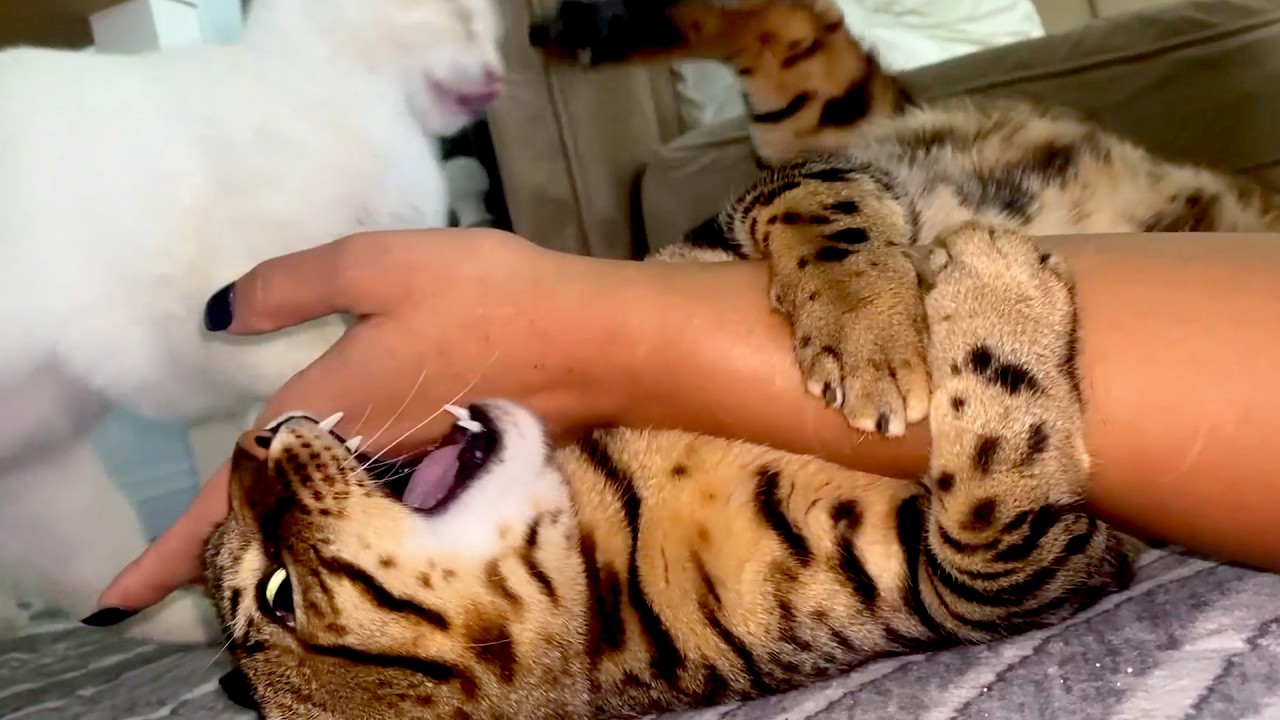 Cuteness Overload: Pets Being Funny and Adorable! - YouTube