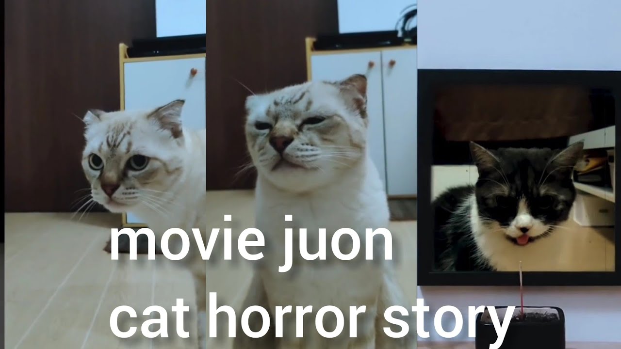 movie seram kucing 🐈 #kucing - YouTube