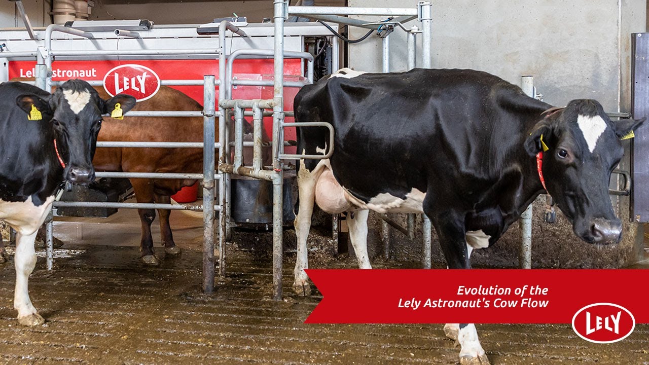 Evolution of the Lely Astronaut's Cow Flow - YouTube