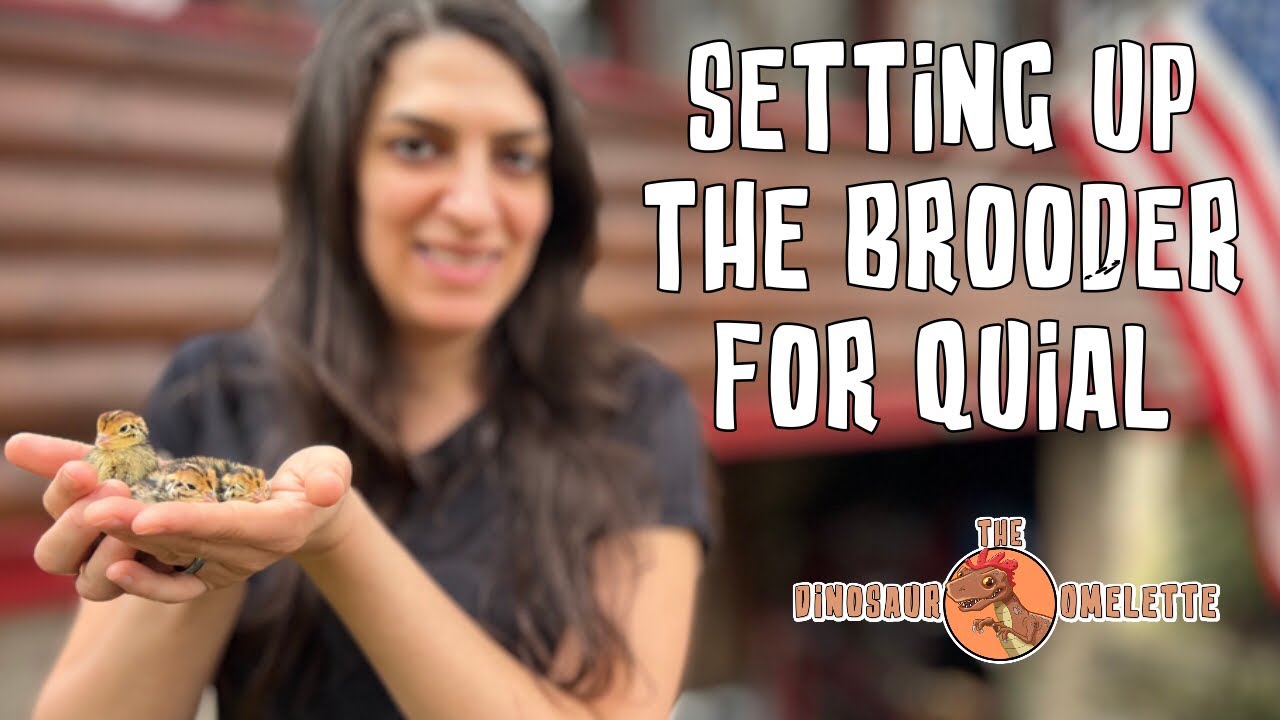 Coturnix Quail Brooder Tour - YouTube