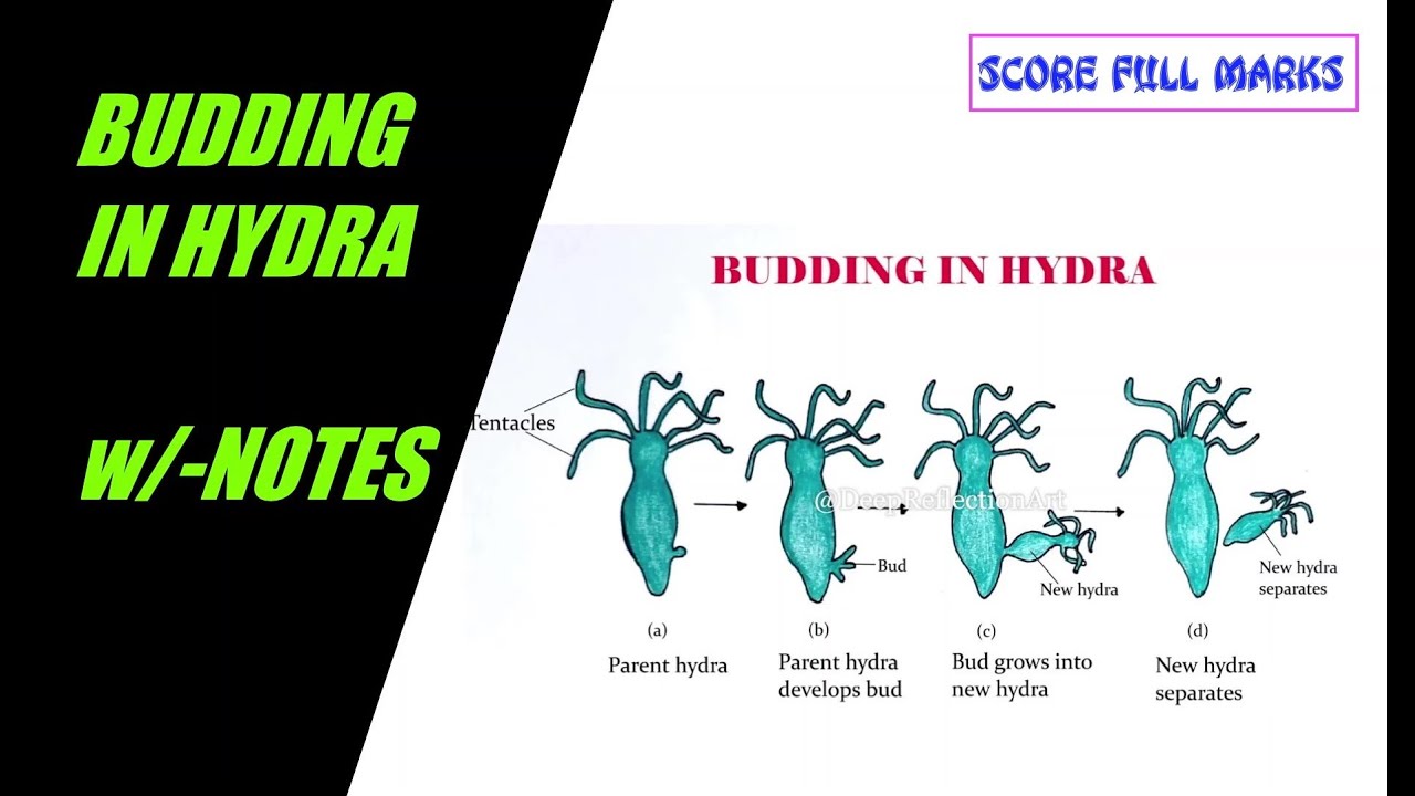 How to draw BUDDING IN HYDRA easily/ w-NOTES / class X /CBSE / ALL ...