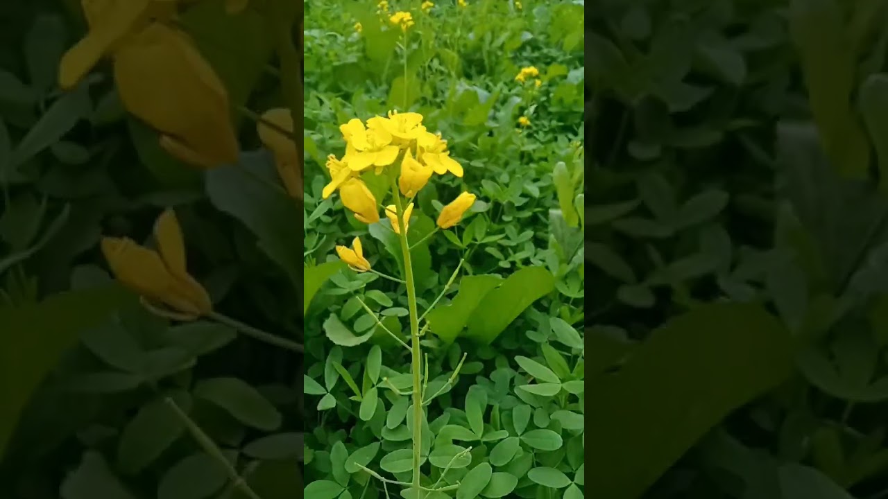 Mustard flower in my village #short video - YouTube