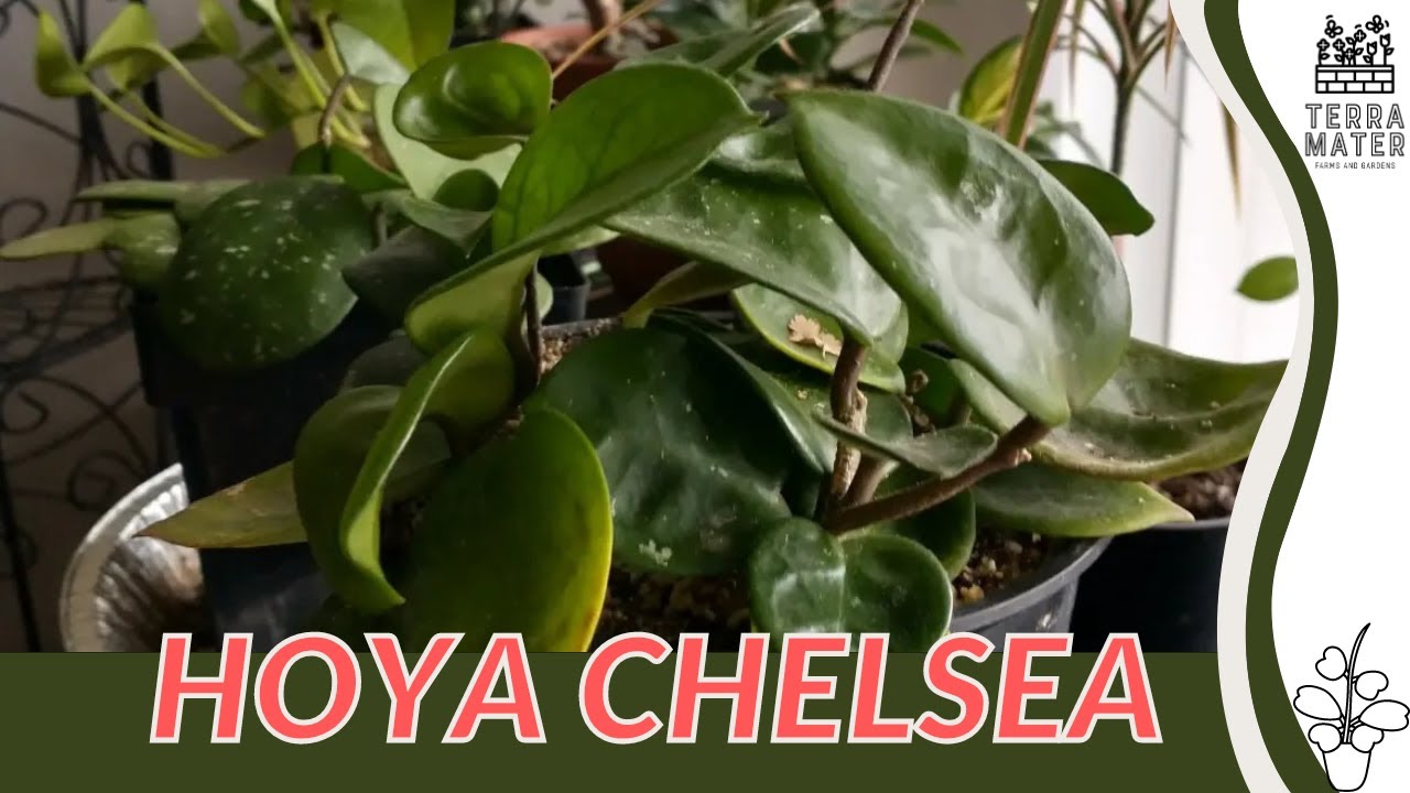 Discovering HOYA CHELSEA in 2 Minutes | (Hoya carnosa) - YouTube