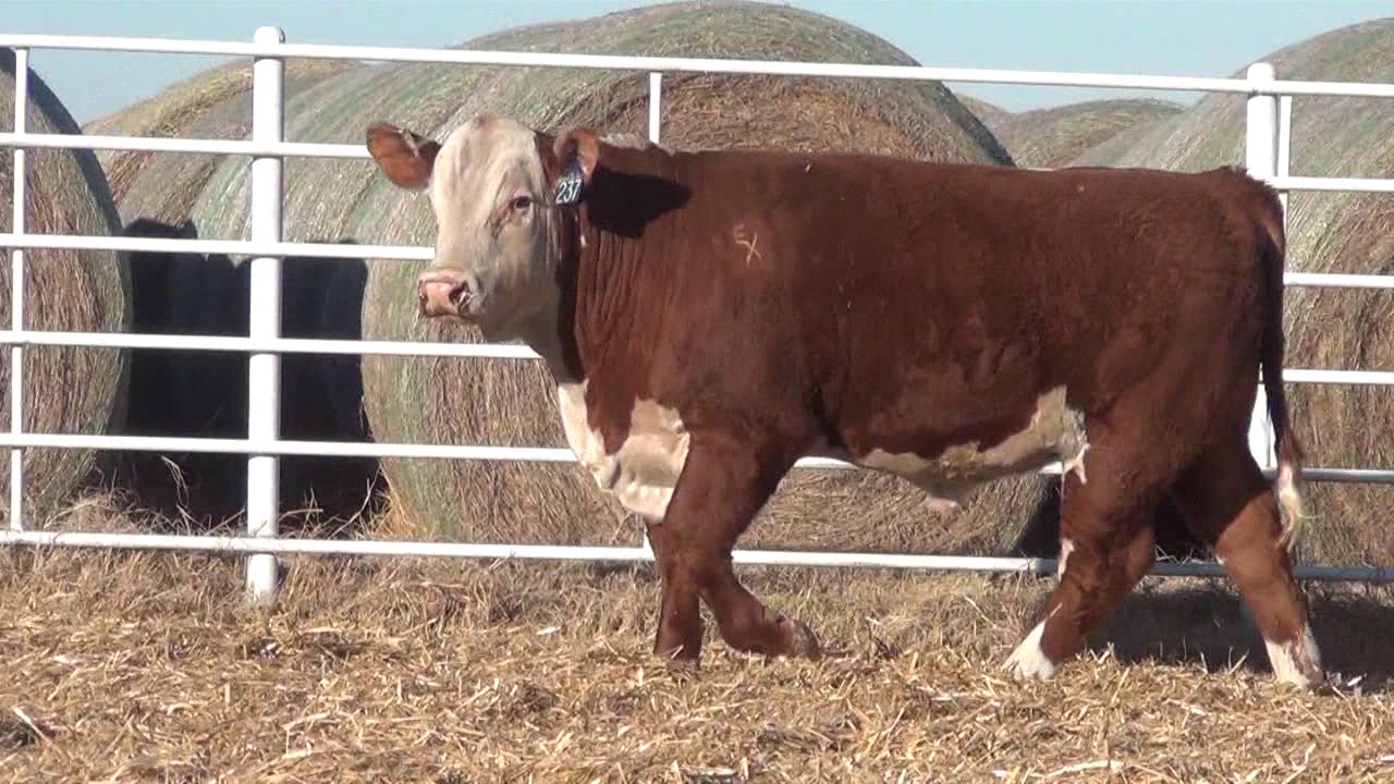 Express Ranches Lot 237 - YouTube