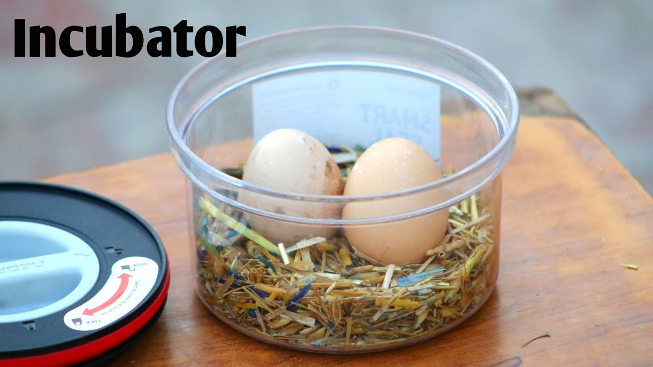incubator for chicken eggs at home | how to make incubator at home ...