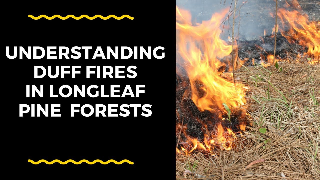 Advances in Understanding Duff Fires in Longleaf Pine Forests - YouTube