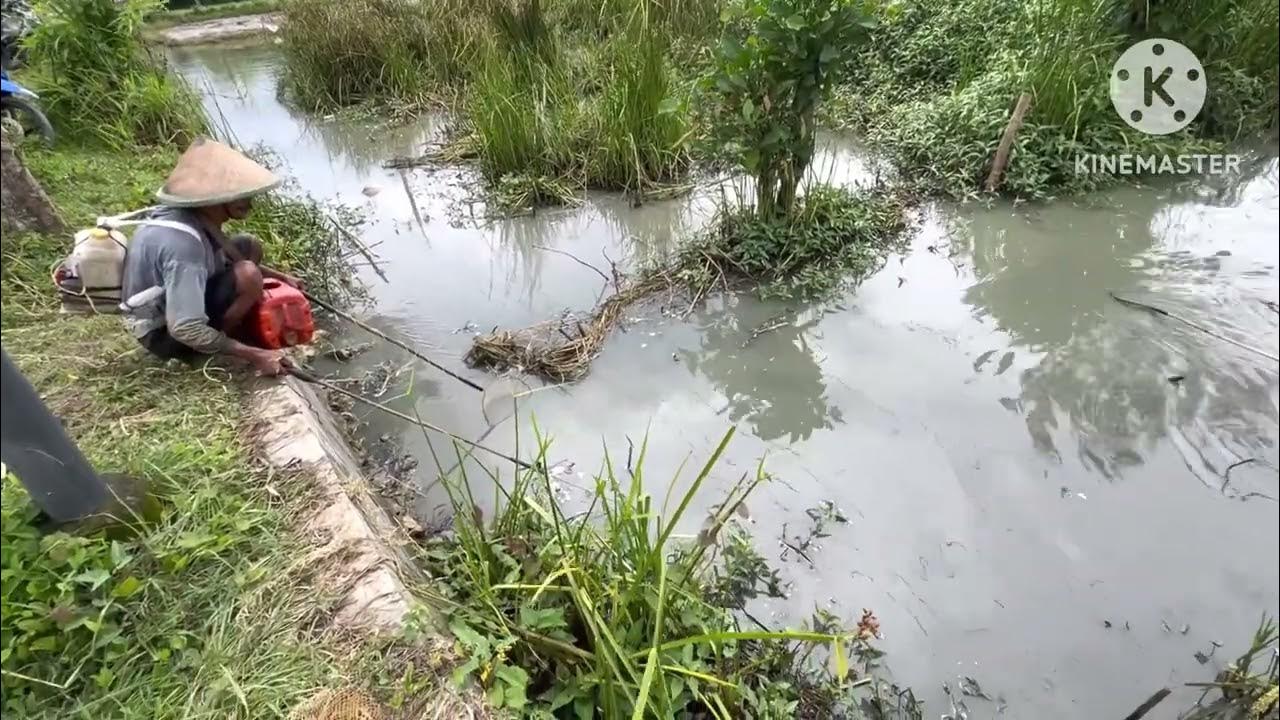 Pesta panen raya ikan meluap sesudah banjir ikan masuk di rawa dan persawahan - YouTube